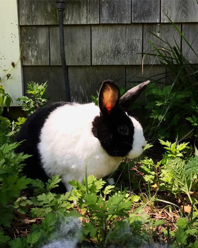 Rascal: A Goucher Rabbit – The Quindecim