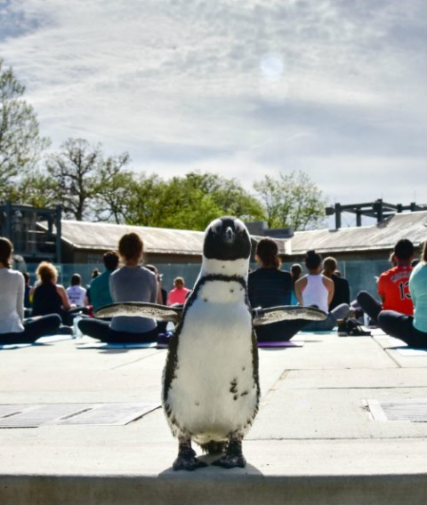 Poses with Penguins- Yoga at the Zoo – The Quindecim